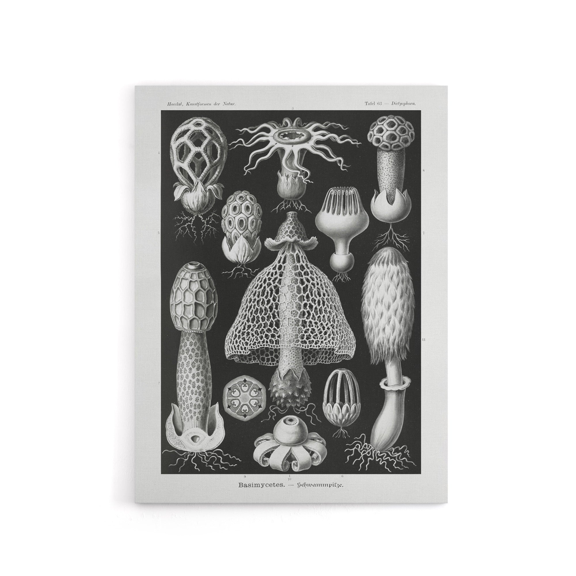 Basidiomycetes Fungi Species Vintage Haeckel Canvas Wall Art – Wee Blue Coo